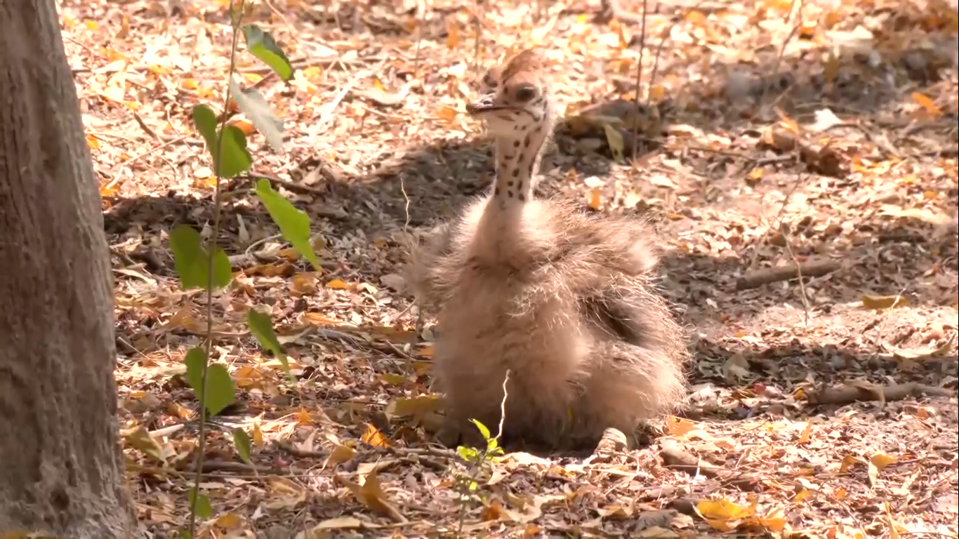 First successful Ostrich Breeding in Rajasthan's Ramniwas Bagh Zoo ...